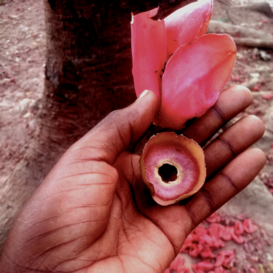 Genger Delicacy, Its Healthy Benefits And How To Prepare It – I am Benue